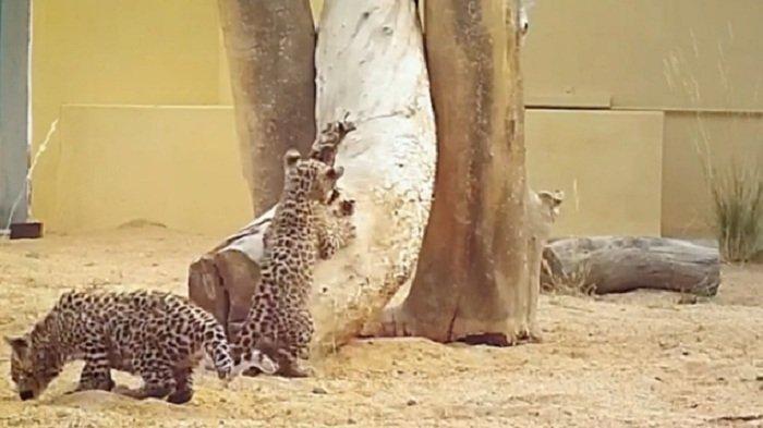 Dua Anak Macan Tutul Arab Lahir Lagi di Pusat Penelitian Satwa Liar ...