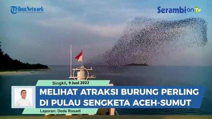 VIDEO Melihat Atraksi Burung Perling di Pulau Sengketa Aceh-Sumut ...