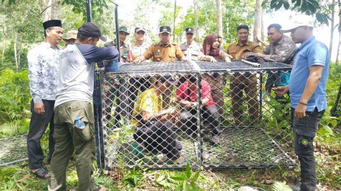 BKSDA Aceh Pasang Kandang Jebak untuk Evakuasi Harimau Sumatera di Aceh ...