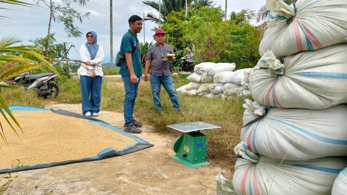 Bulog Blangpidie Mulai Serap Gabah Petani Abdya Sesuai Harga Pembelian Pemerintah - Serambinews.com