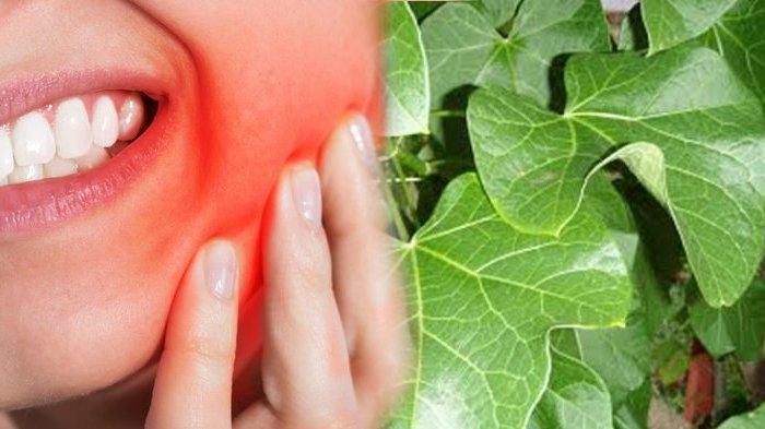 Sering Digunakan Pada Gigi yang Sakit, Benarkah Getah Daun Jarak ...