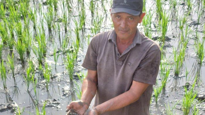 Ratusan Ha Tanaman Padi Warga Pidie Diserang Hama Keong, Ini Langkah yang Dilakukan Petani ...