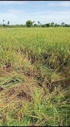 Puluhan Hektare Tanaman Padi akan Dipanen di Dua Kecamatan di Pidie Diobrak Abrik Gajah Liar ...