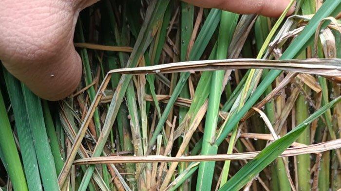 Hama Wereng Serang Tanaman Padi di 4 Kecamatan di Pidie, Petani Resah ...