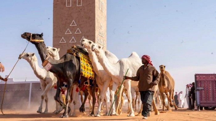 Arab Saudi Gelar Kontes Kecantikan Unta, Ribuan Pengunjung Berdatangan ...