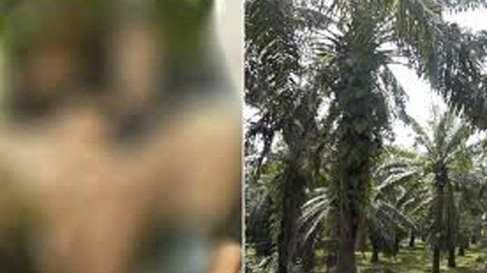 Kenal di WA, Gadis SMA di Aceh Dirudapaksa Pacar di Kebun Sawit, Baju Jadi Alas Kini Sudah Gak ...