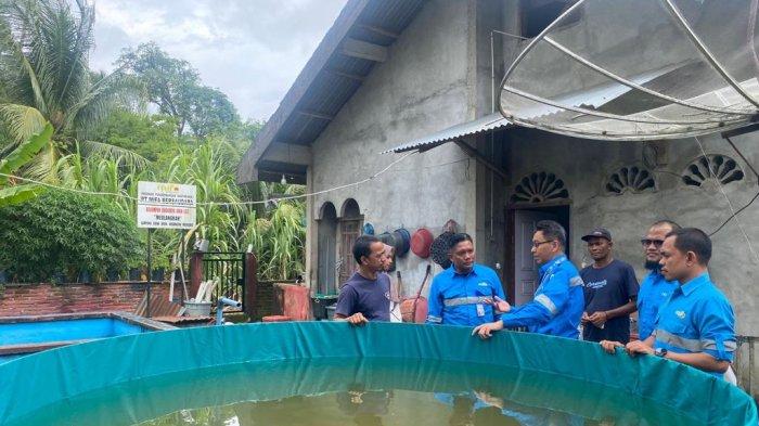 Di Tahun 2023, PT Mifa Terus Kawal Program OVOP Budidaya Ternak Lele ...