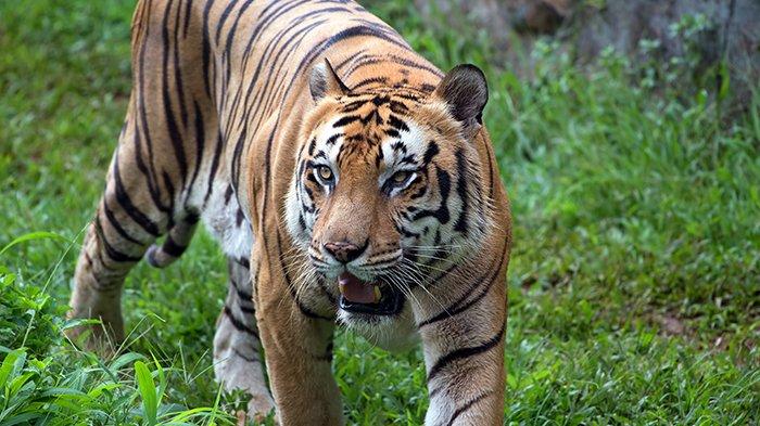 Terekam Kamera Jejak, Dua Harimau Sumatera Terpantau Berkeliaran di ...