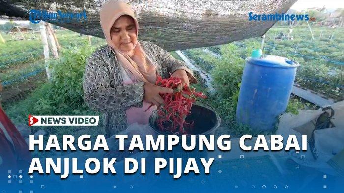 VIDEO - Harga Tampung Cabai Merah di Pijay dan Pidie Anjlok. Ini Beberapa Penyebabnya ...