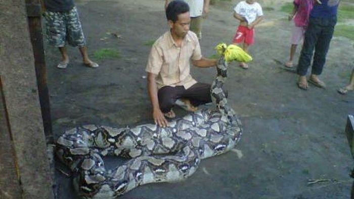 Ular Piton Sepanjang 6,5 Meter Dibunuh Warga Usai Gigit Pencari Rumput ...