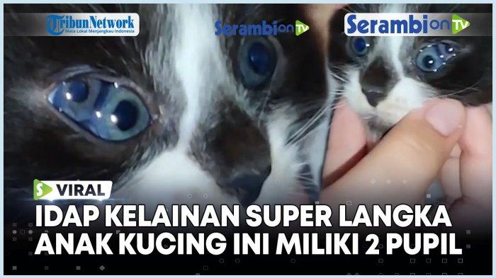 VIDEO Idap Syndrome Polycoria, Anak Kucing ini Punya 2 Pupil pada Salah ...