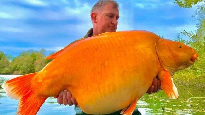 Inilah Ikan Mas Raksasa yang Beratnya Capai 30 Kg, Berhasil Dipancing ...