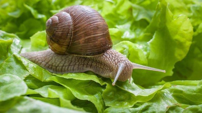 Jarang Diketahui, Ini 7 Manfaat Mengonsumsi Bekicot Bagi Kesehatan, Mengandung Banyak Nutrisi ...