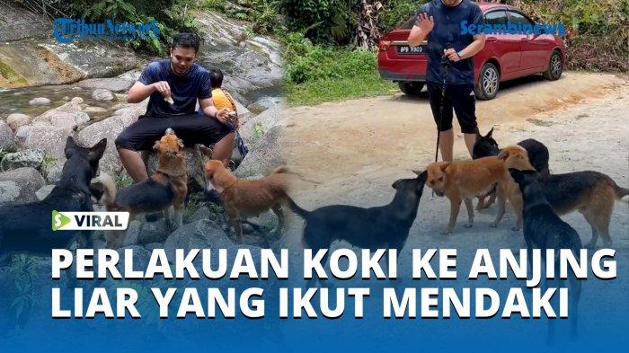 VIDEO Ini Perlakuan Koki ke Anjing Liar yang Ikut Mendaki Gunung, Beri ...