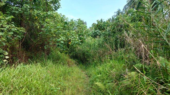 Jalan Lingkar Pulau Balai Tertutup Semak Belukar - Serambinews.com