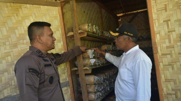 Kajari Bireuen Kunjungi Tempat Budidaya Jamur Tiram - Serambinews.com