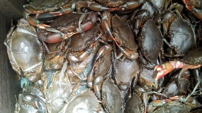 Kepiting Bakau Jadi Sumber Ekonomi Masyarakat Aceh Singkil, Harganya Makin Menggiurkan ...