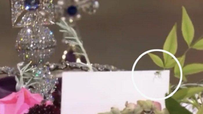 Laba-laba Muncul di Peti Mati Ratu Elizabeth II, Jelang Dimakamkan di ...