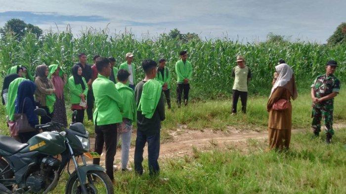 Mahasiswa Pelajari Teknik Budidaya Jagung Demplot Kodim Aceh Singkil ...