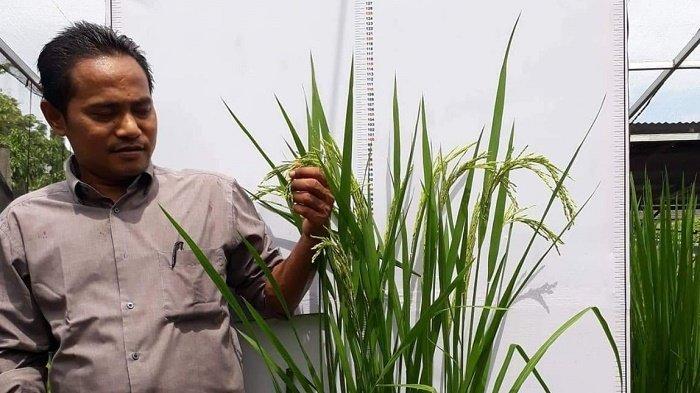 Pertahankan Disertasi Terkait Perbaikan Karakter Padi Sigupai, Muhammad ...