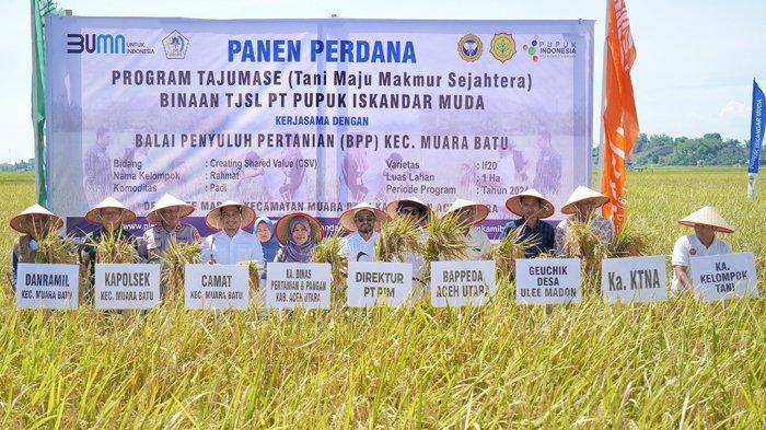 Dukung Ketahanan Pangan, PT PIM Panen Padi Perdana di Aceh Utara - Serambinews.com