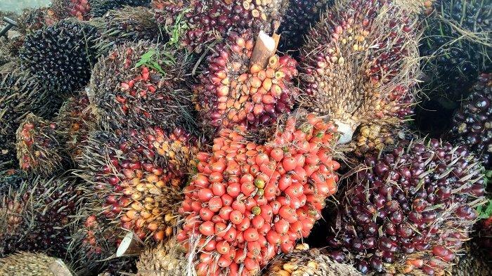 PMKS Ketatkan Sortir Kelapa Sawit, Hanya Terima TBS Matang Sempurna ...