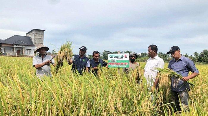 Koordinator BPP Samalanga Panen Padi, Hasil Meningkat Setelah Pakai Ground-E, Pemupukan Minim ...