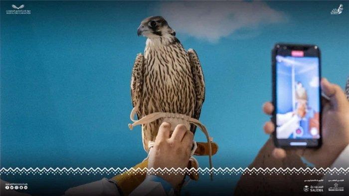 Arab Saudi Falcons Club Lelang Burung Elang, Hanya Tiga Ekor Terjual Rp ...