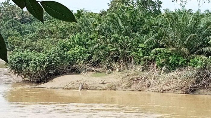 Hebohkan Warga Tanjong Bungong, Seekor Buaya Besar Tampak Berjemur di ...