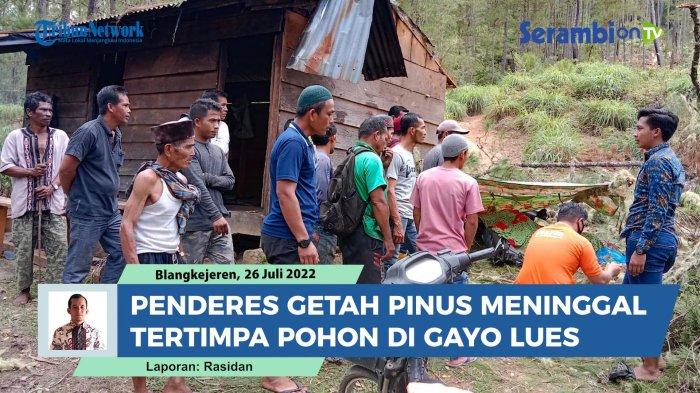 VIDEO Penderes Getah Pinus Asal Cilacap Meninggal Tertimpa Pohon di ...