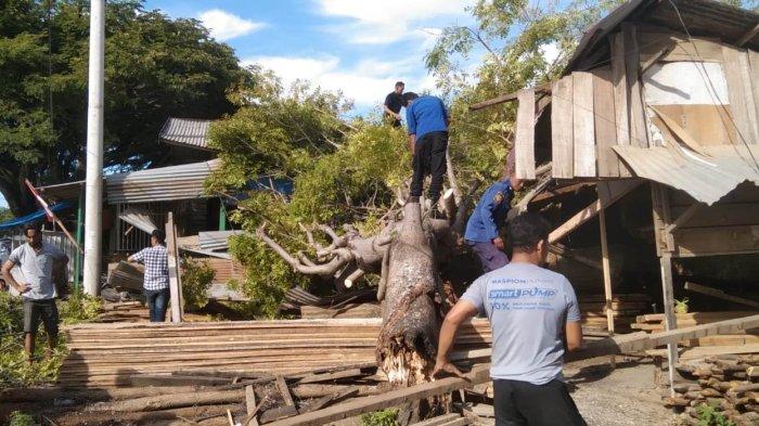 Dihantam Angin Kencang, Pohon Tumbang Timpa Panglong Kayu di Baet, Aceh ...
