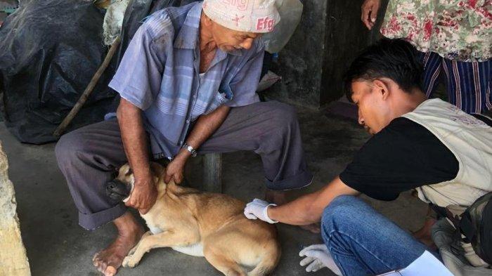 Bocah 9 Tahun di Mamasa Sulbar Meninggal Dunia Usai Digigit Anjing ...