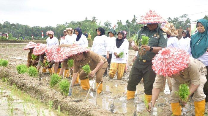 Arahkan Tanam Padi Serentak, Pj Bupati Aceh Tamiang Terjun ke Sawah - Serambinews.com