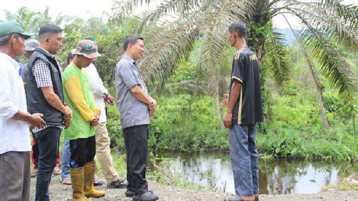 Serap Keluhan Petani di Abdya, Salman Datangi Perkebunan Sawit ...