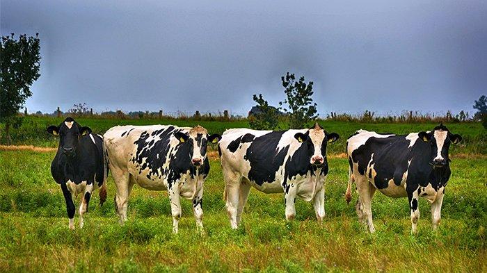 Demi Penuhi Program Makan Bergizi Gratis Prabowo, 46 Perusahaan RI ...