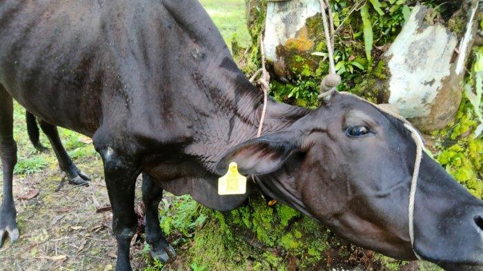 Sapi di Aceh Tamiang Mulai Ditandai Ear Tag, Ini Fungsinya ...