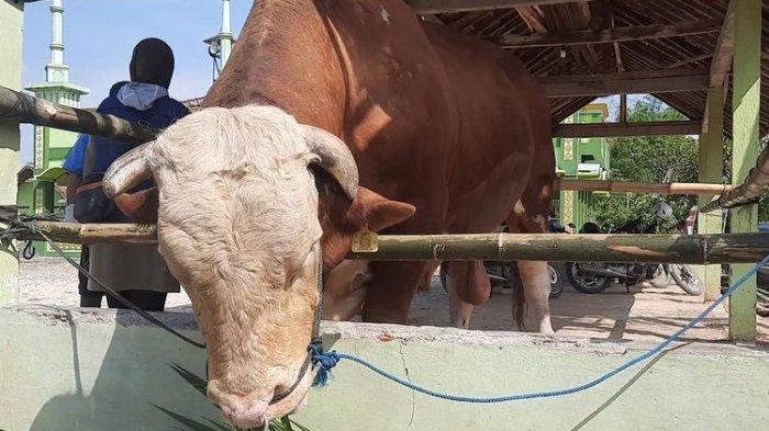 Sapi Kurban Milik Jokowi di Solo Berbobot Lebih dari 1 Ton, Senang Mandi 3 Kali Sehari ...