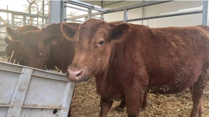 Sapi Merah Yahudi Mulai Besar, Tinggal Menunggu Waktu Disembelih untuk ...