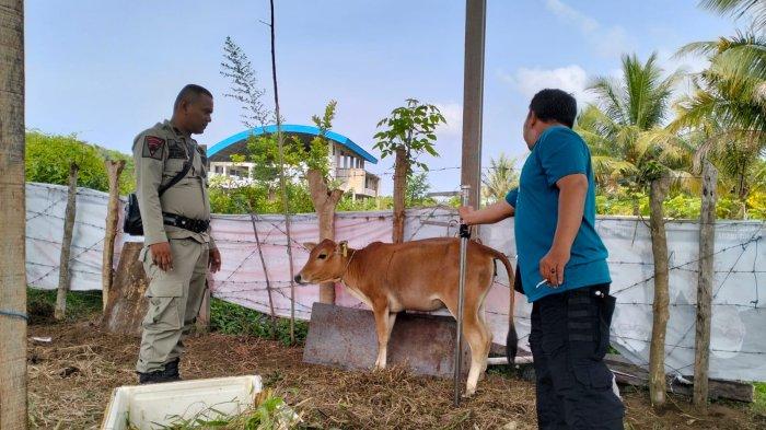 Satpol PP Aceh Jaya Lelang 2 Hewan Ternak yang Terjaring Razia - Serambinews.com