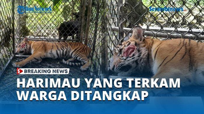 VIDEO BREAKING NEWS - Sempat Terkam Warga, Harimau Masuk Perangkap ...