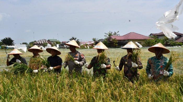 Manfaatkan Lahan Tidur, Matang Seulimeng Langsa Panen Padi Perdana, Pj ...