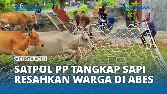 VIDEO - Satpol PP Tangkap Gerombolan Sapi Resahkan Warga di Aceh Besar ...