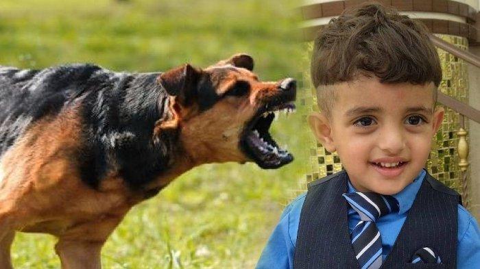 Tentara Israel Lepaskan Anjing Buas ke Rumah Palestina, Bocah 4 Tahun ...