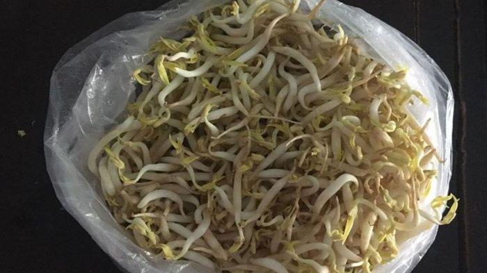 Cara Cepat Hamil dengan Banyak Makan Toge, Mitos atau Fakta? Ini ...