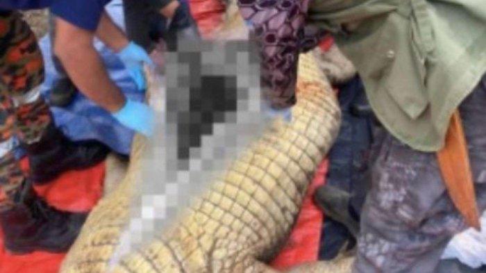 Buaya Ganas Mangsa Nelayan, Saat Dibelah Isi Perut Bikin Syok ...