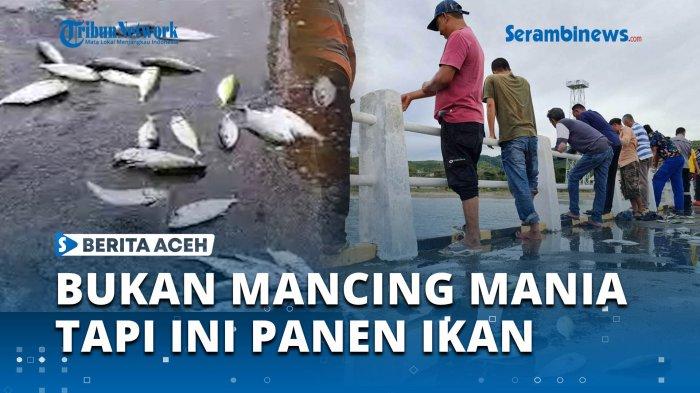 VIDEO Bukan Mancing Mania, Tapi Ini Panen Ikan - Serambinews.com