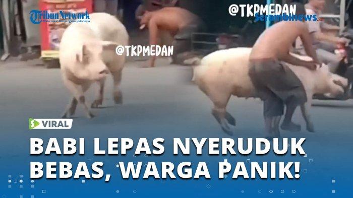 VIDEO VIRAL Seekor Babi Lepas Nyeruduk Bebas di Jalanan Medan, Warga ...