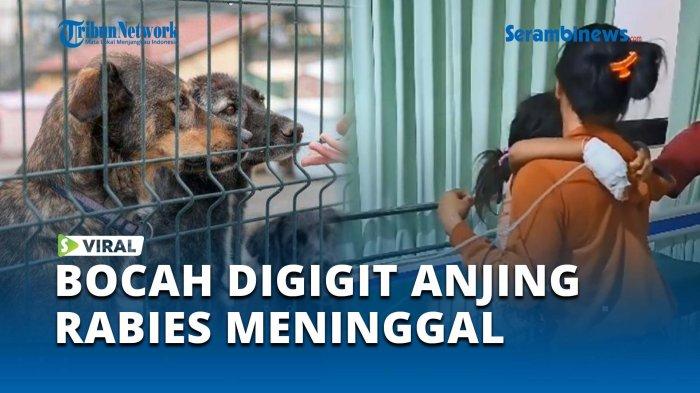 VIDEO Viral Bocah Digigit Anjing Rabies Meninggal Dunia, Kejang-kejang ...