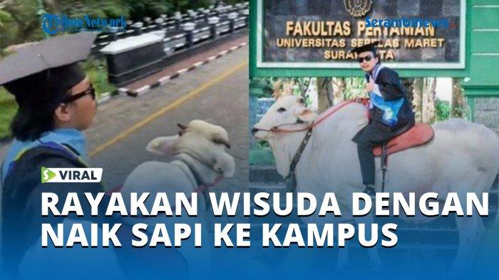 VIDEO Viral Mahasiswa UNS Rayakan Wisuda dengan Naik Sapi ke Kampus - Serambinews.com