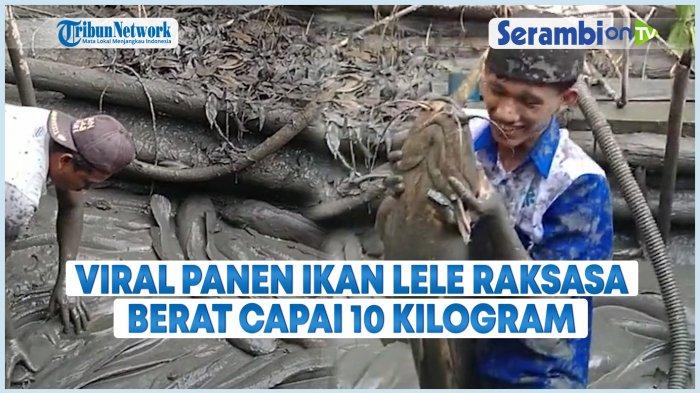 VIDEO - Viral Panen Ikan Lele Raksasa Berat hingga Mencapai 10 Kilogram ...